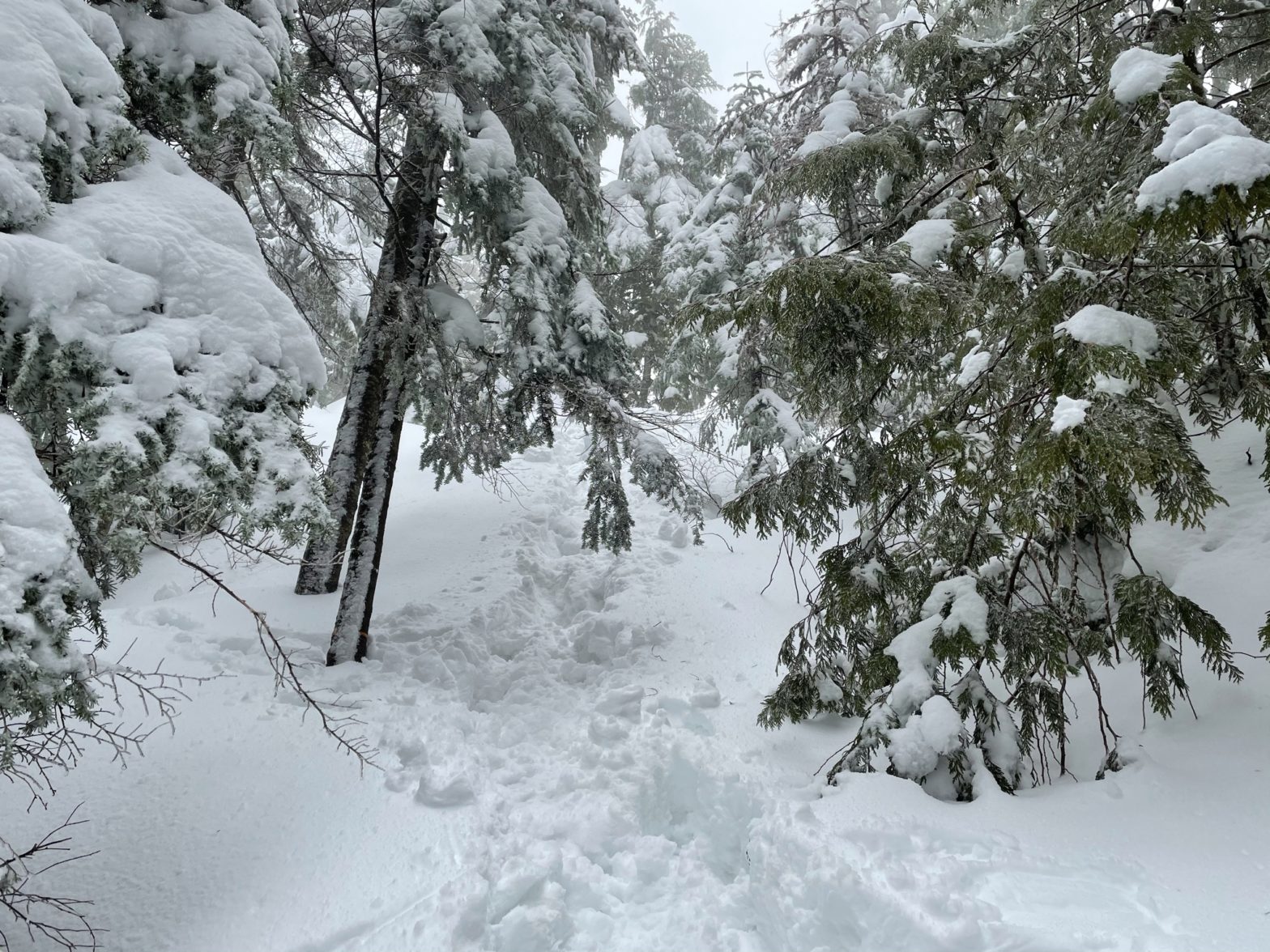 Evans Peak | Francis' Summit Trip Reports