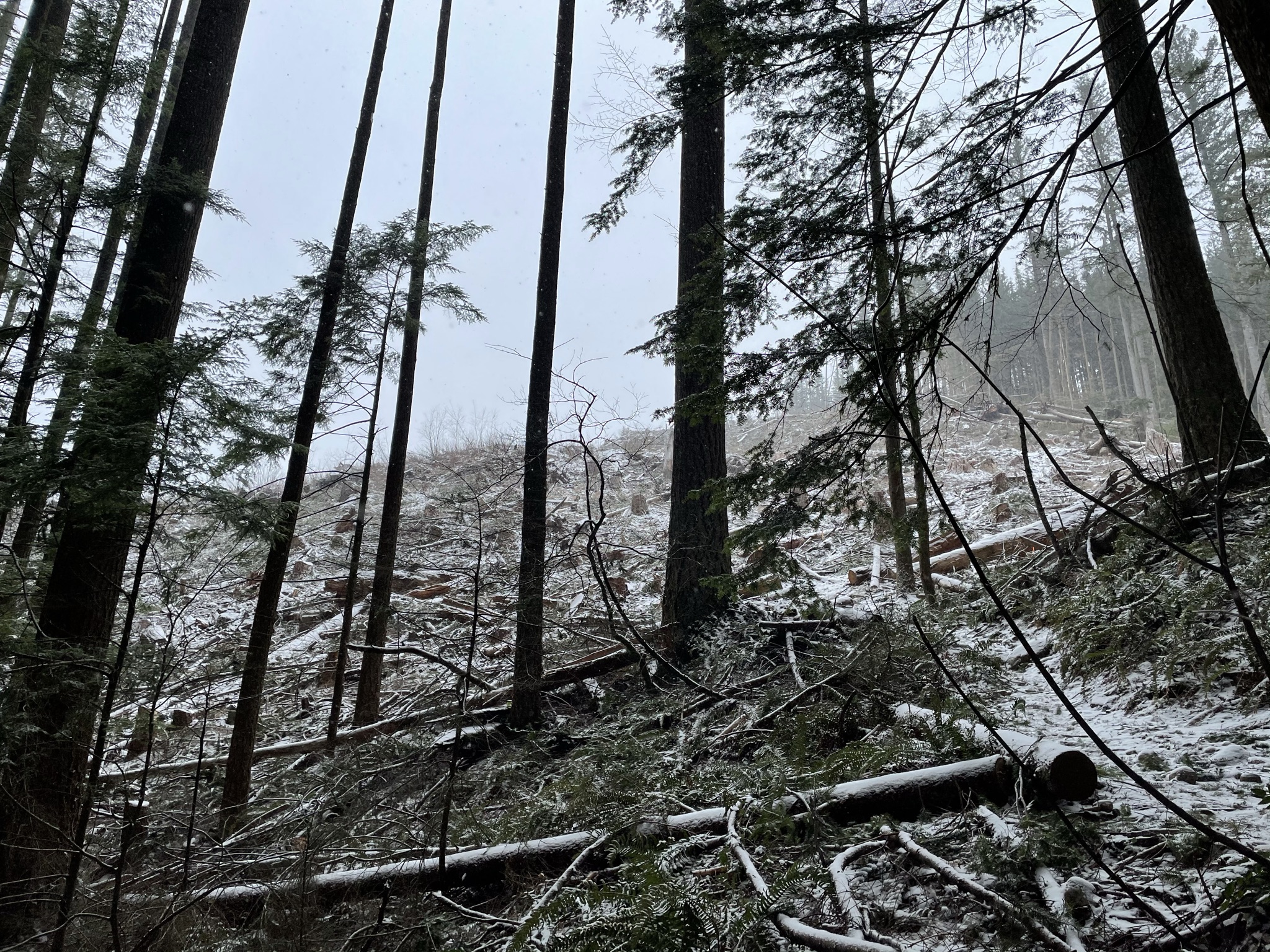 Dewdney Peak | Francis' Summit Trip Reports
