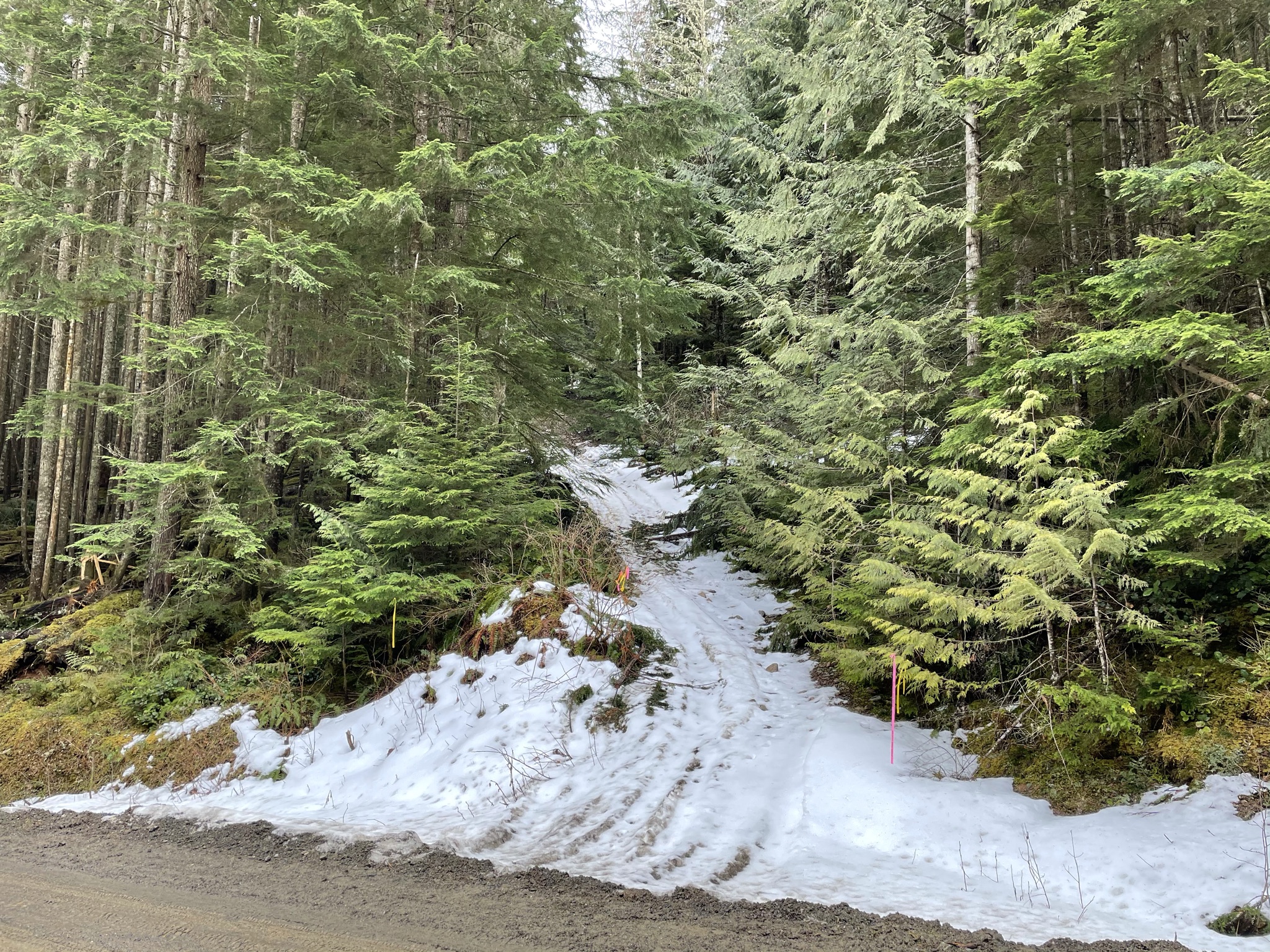 Mount Mercer | Francis' Summit Trip Reports