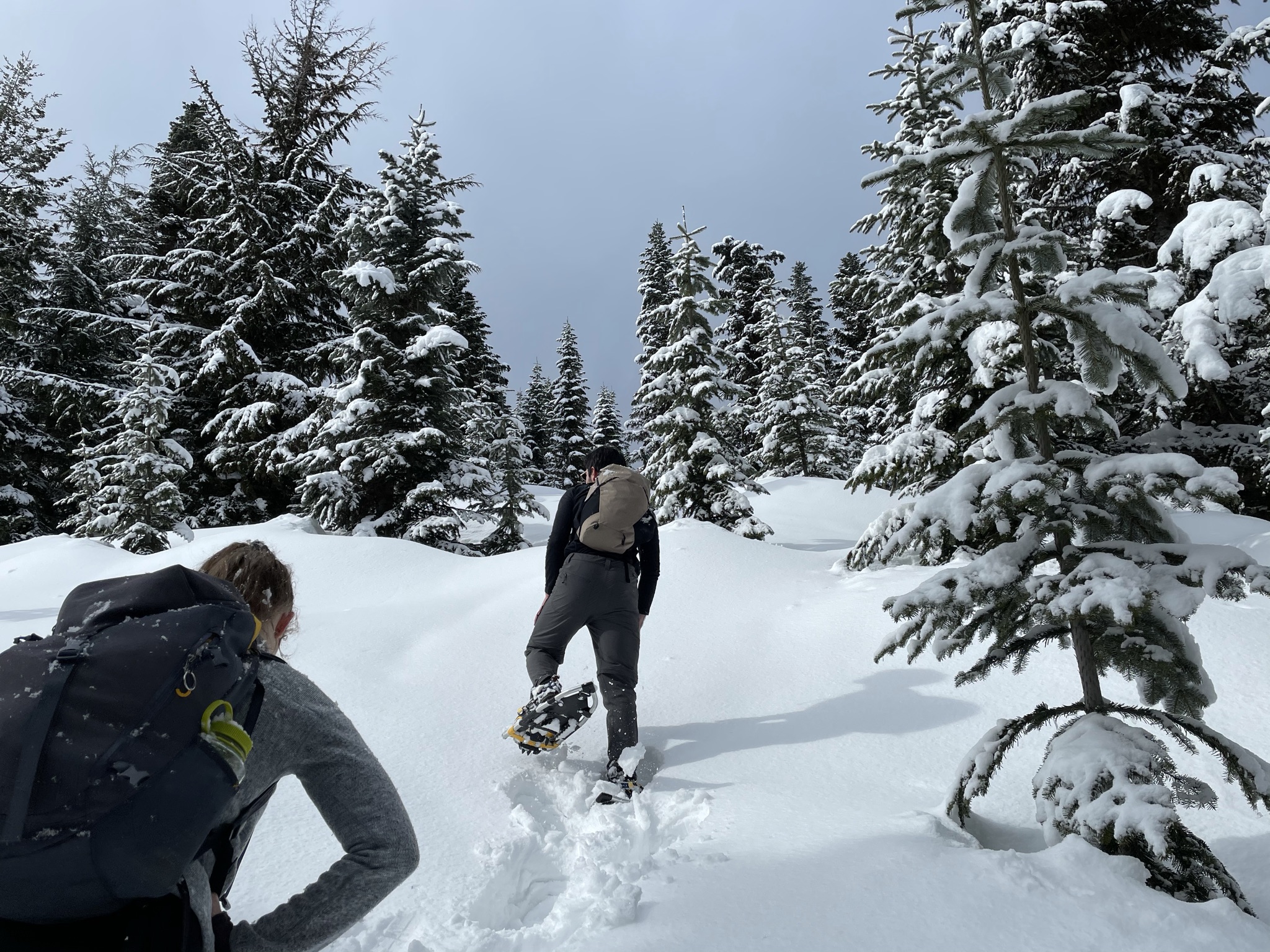 Mount Mercer | Francis' Summit Trip Reports